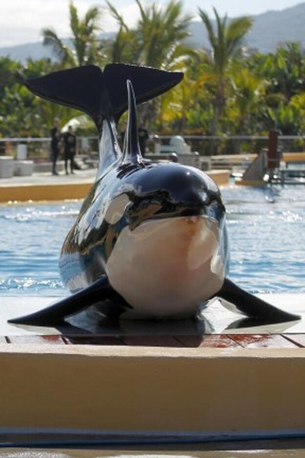 Morgan, la orca sorda del Loro Parque, será madre a la vuelta del ...