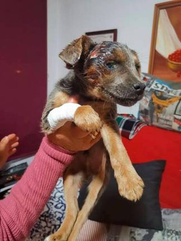 Rescatan a un cachorro tirado en un contenedor | Canarias7
