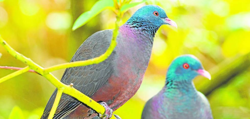 Más de 50 palomas rabiche han nacido ya dentro del Parque Rural de ...