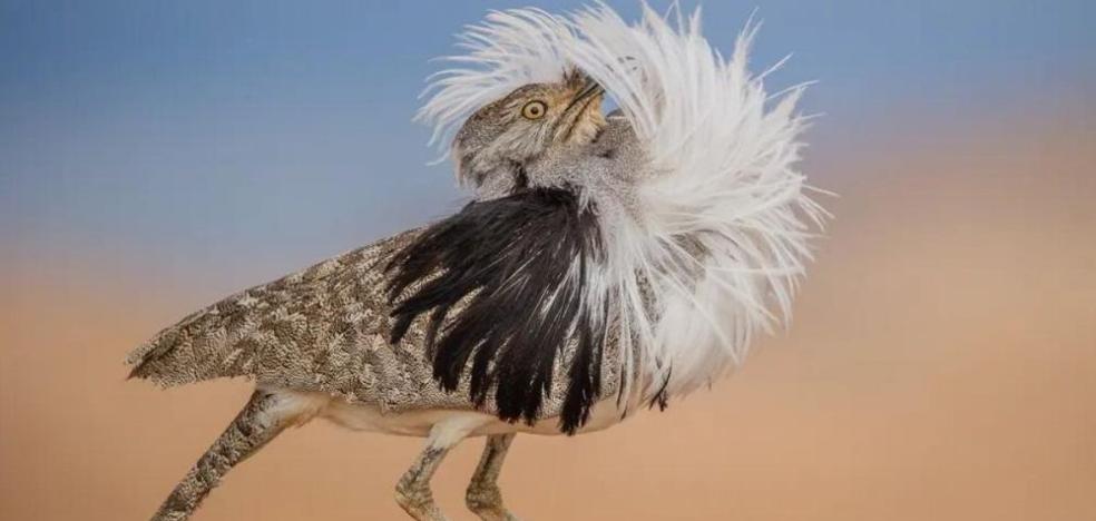 El baile nupcial de una hubara en La Oliva recibe un premio del Museo ...