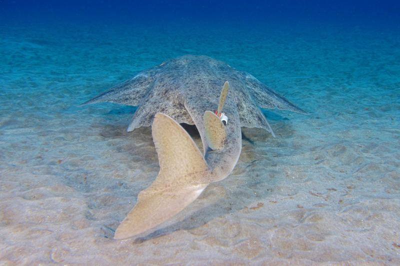 Canarias, el «último bastión» del tiburón angelote, en peligro de ...